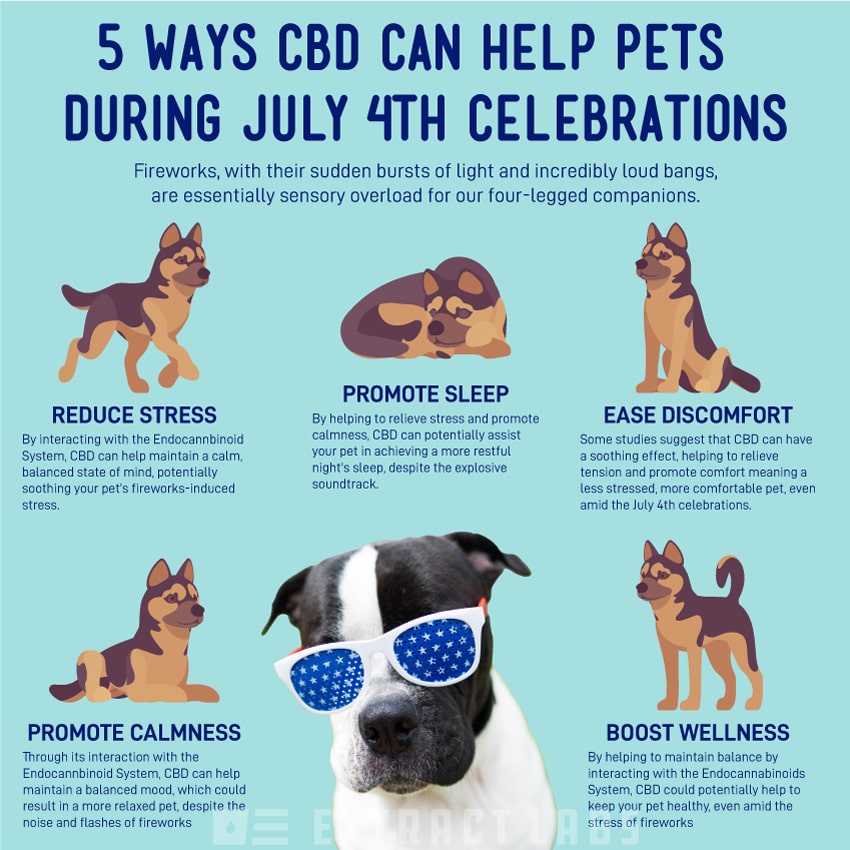 5 Ways CBD Can Help Pets During July 4th Celebrations